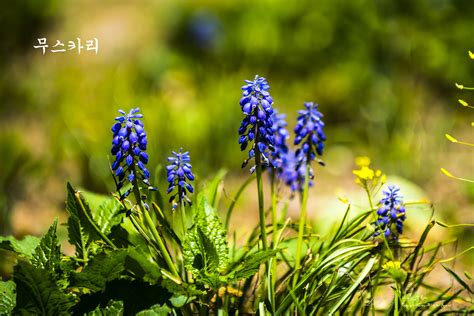 파란색 꽃의 종류와 이름 66종 네이버 블로그