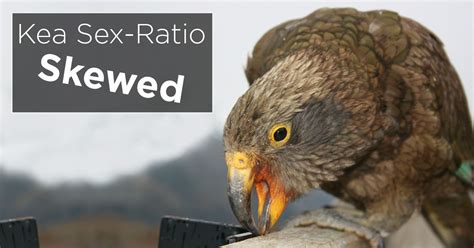Island Conservation Skewed Sex Ratio Amongst Kea A Red Flag Island