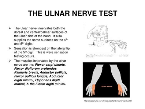 Ppt Lab 3 Upper Extremity Part Ii Muscle Testing For Shoulder
