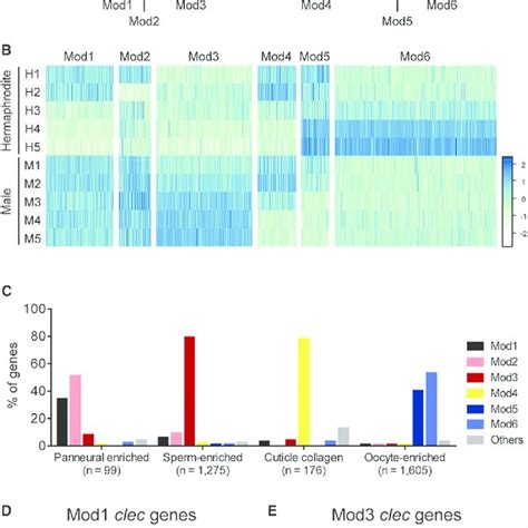 Gene Correlation Network Analysis A Hierarchical Cluster Dendrogram