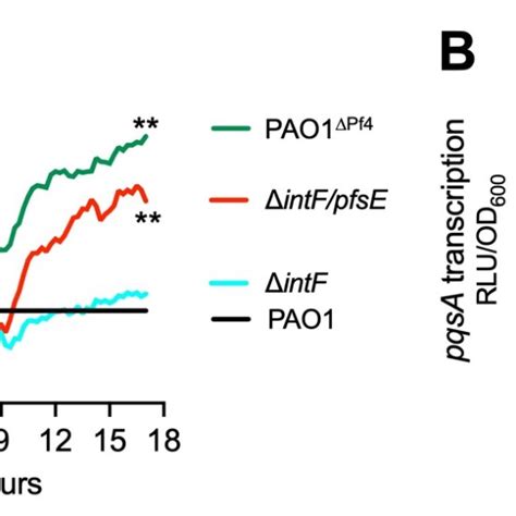 The Four Quorum Sensing Systems In P Aeruginosa Las Iqs Rhl And
