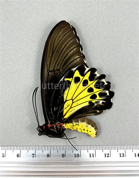Troides Helena Hephaestus F A3 Sulawesi Indonesia Butterfly Art Inc