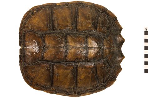 Snapping Turtle Smithsonian Institution