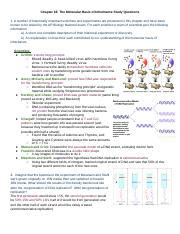 Biology Chapter Study Guide Chapter The Molecular Basis Of Inheritance Study Questions