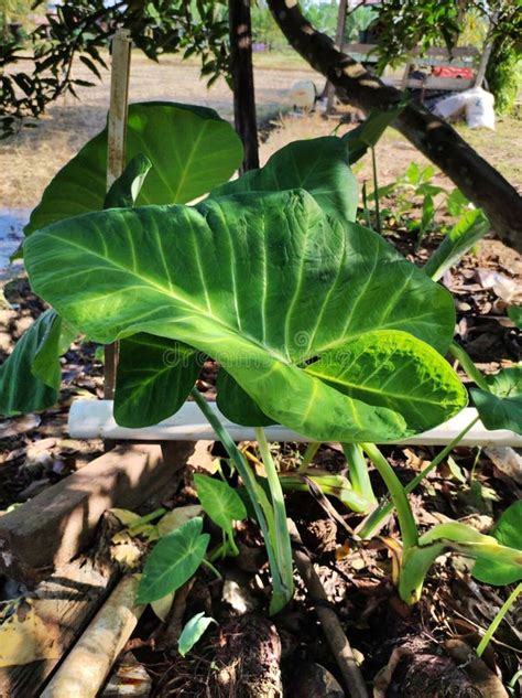 Taro Leaf Plants Stock Image Image Of Environment Forest