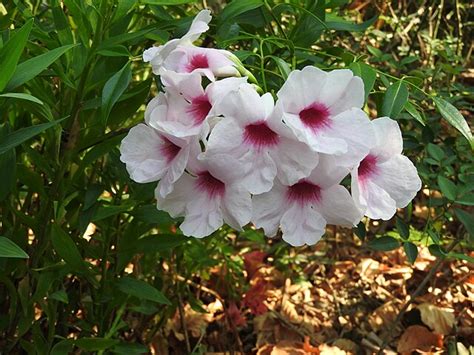 Pandorea Jasminoides Bower Vine Pink Trumpet Vine Green Things