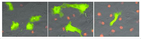 Comparison Of Imaging N3 And Facs N2 Analysis For Quantification Download Scientific