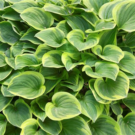 Hosta Golden Tiara Kiefer Nursery Trees Shrubs Perennials