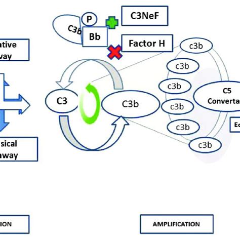 A Stepwise Serological Investigation For Complement Component 3