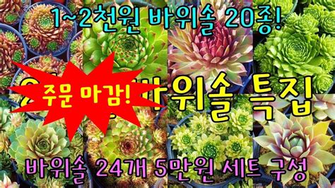 전 품목 품절 주문 불가능 고급 바위솔을 모두 2천원에 하니다육 바위솔 특집 완판 감사합니다 YouTube