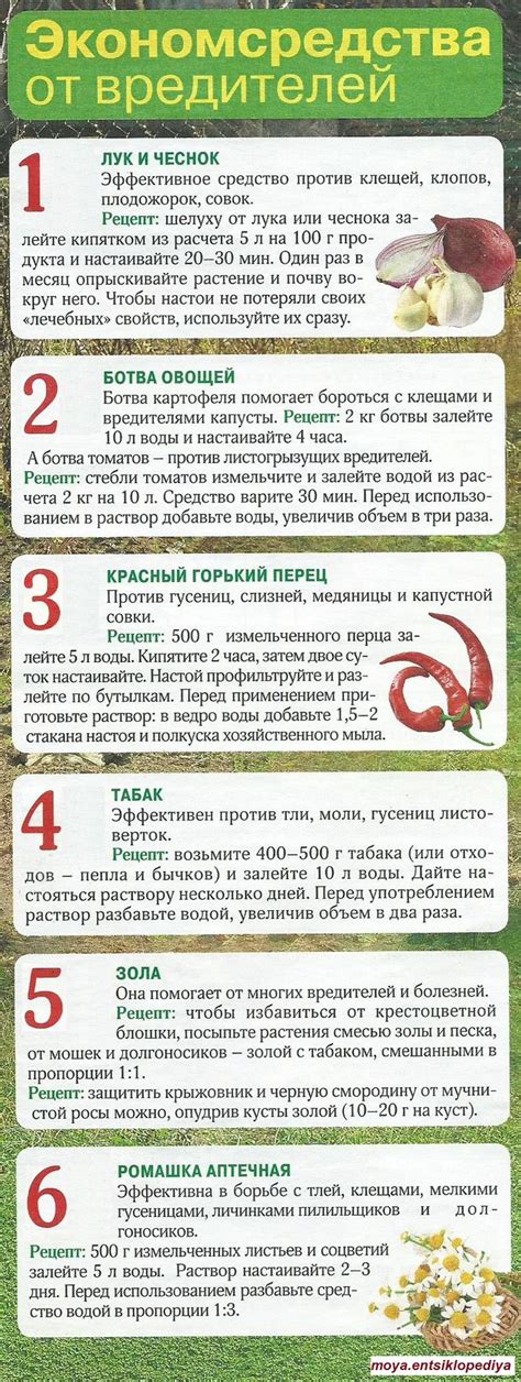 Пин на доске присадибна ділянка Огородничество Сад на склоне Овощной огород