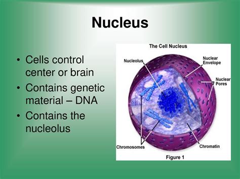 Cell Structure And Function Ppt Download