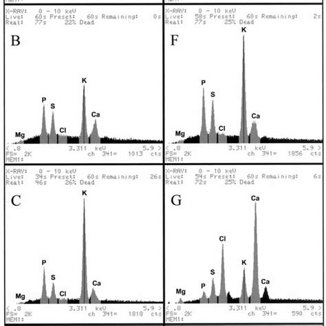 Spectra Of Elements For Epidermis A Cortex B Endodermis C Download Scientific Diagram
