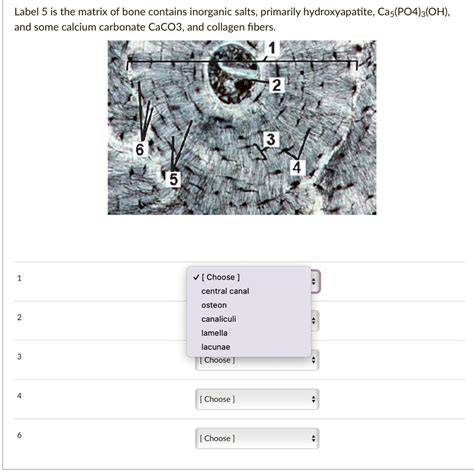 Label 5 Is The Matrix Of Bone Contains Inorganic Salts Primarily Hydroxyapatite Ca5 Po4 3 Oh