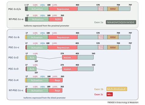 Intercellular Local And Systemic Actions Of Skeletal Muscle Pgc 1s Trends In Endocrinology