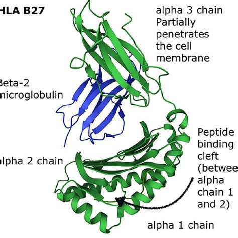 Hla B27 Protein Structure [ 4 5 ] Download Scientific Diagram