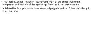 Lambda Cloning Vector PPTX