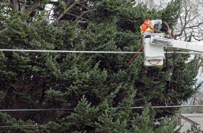 The Best Way To Plant Trees Near Utility Lines Five Star Tree Services