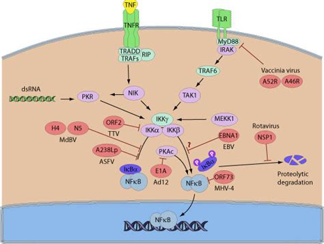 Inhibition Of Host Nf Kappa B By Virus ~ Viralzone