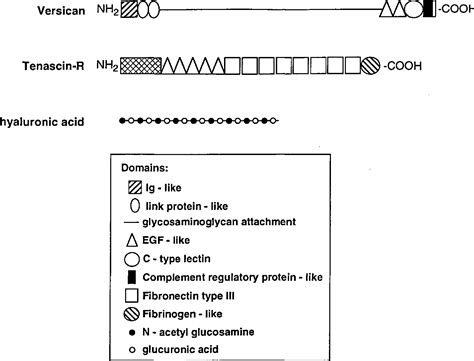 Figure 1 From Brain Extracellular Matrix Semantic Scholar