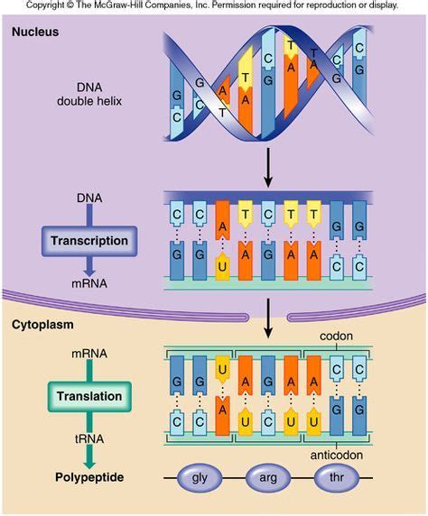 Transcription And Translation Biology Classroom Biology Lessons