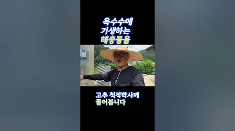 고추 밭에 서 옥수수를 심는 이유 Farming Pepper Corn Agriculture Plants Youtube