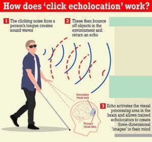 Human Echolocation How Blind People See With Sound Vision Science Academy