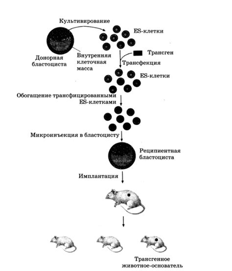 Генетическая трансформация половых клеток животных БИОТЕХНОЛОГИЯ