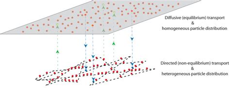 Illustration Of The Totally Asymmetric Exclusion Process With Langmuir