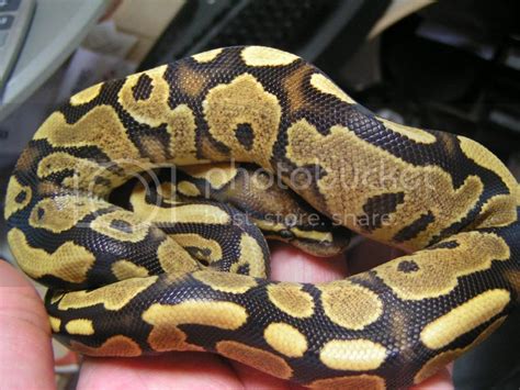 Se England Cb11 Male Fire Royal Python Reptile Forums