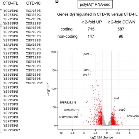 Rna Seq Profiling Of Fission Yeast Cells With 18 Versus 29 Rpb1 Ctd Download Scientific Diagram