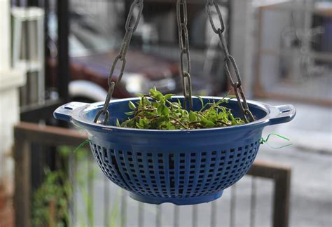 How To Use A Colander As A Planter 14 Steps With Pictures