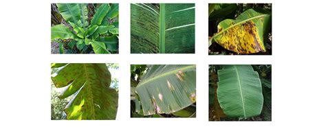 Deep Learning Approach To Detect Banana Plant Diseases By Romesh Perera Medium