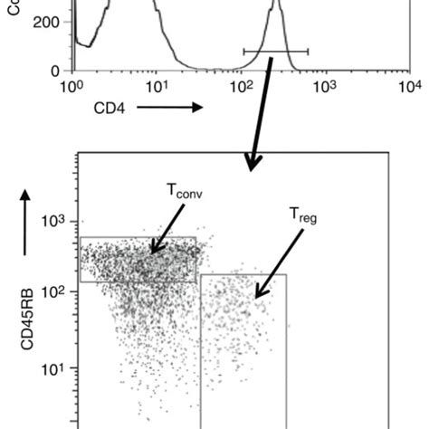 Gating Profile For Sorting T Regs And T Conv Cells The Cells Are First Download Scientific