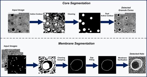 electron microscopy image segmentation visual information laboratory