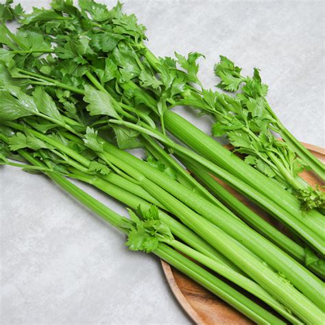 샐러리 셀러리 1kg 2kg 5kg 10kg 오아시스마켓믿을 수 있는 먹거리