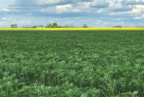 New Faba Bean Variety May Be The Key Grainews