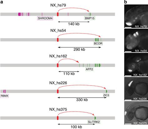 Cis Regulatory Interactions Predicted By The Linkage Score Are Download Scientific Diagram
