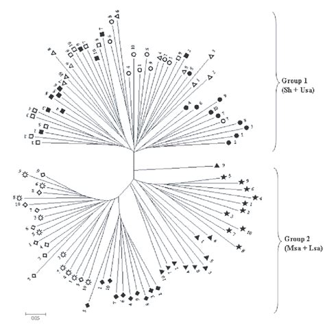 Neighbour Joining Dendrogram Generated From Jaccard Similarity Matrix