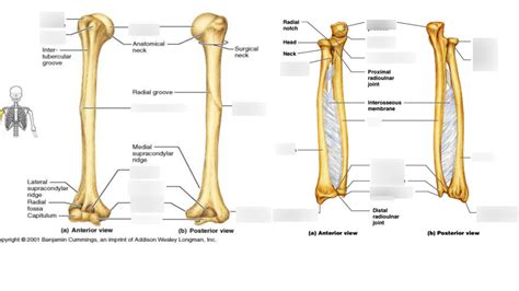 Humerus Location And Function At Mae Burley Blog