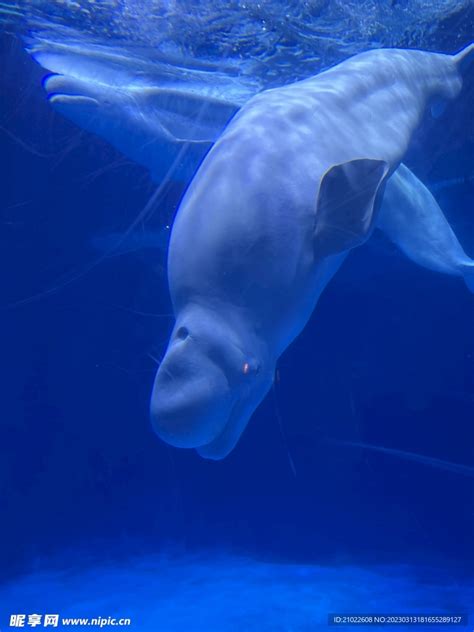 鲸鱼摄影图鱼类生物世界摄影图库昵图网