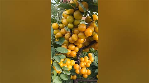 Furits Garden Fruits Youtubeshorts Youtube