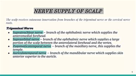 Scalp Nerve And Blood Supply Pptx