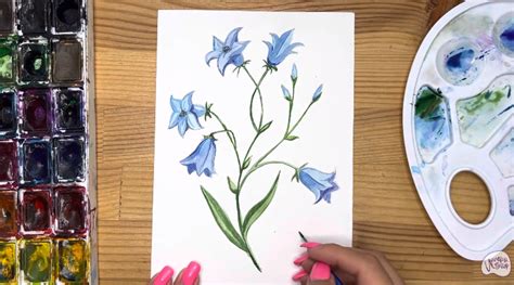 Как нарисовать цветок Колокольчик карандашом и акварелью для начинающих Рисунок поэтапно и