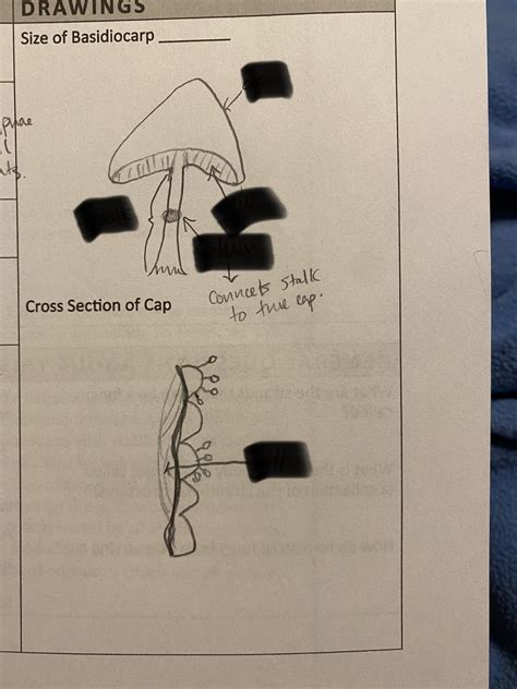 Diagram Of Bio 121 Lab 3 Agaricus Drawings Quizlet