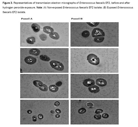 Exposure To Biocides Leads To Ampicillin Resistance In Clinically Isolated Enterococcus Faecalis