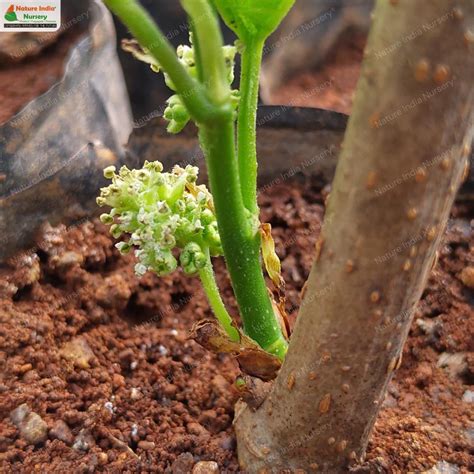 Buy Morus Macroura Plant In Bulk Online Nature India Nursery
