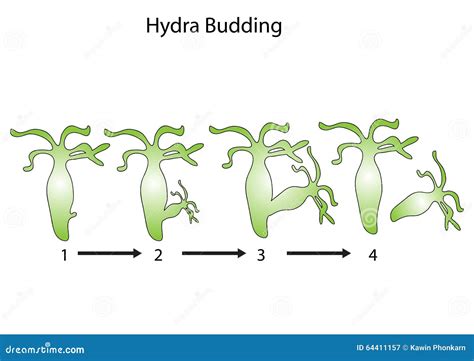 Hydra Budding Stock Illustration Illustration Of Background 64411157