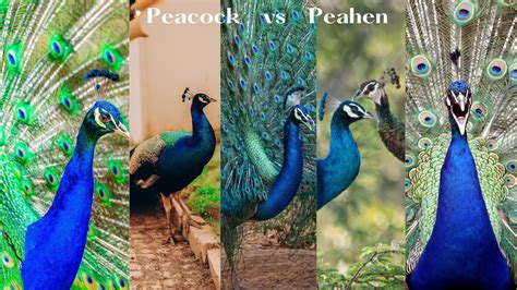 Peahen And Peacock Difference