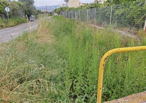 Απουσία ενδιαφέροντος για τη Δαλαμανάρα